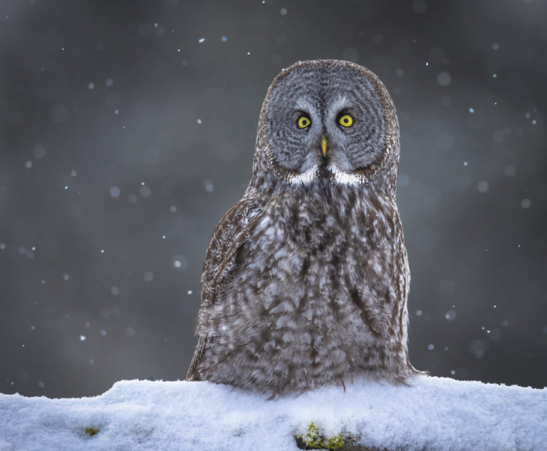 Owls in British Columbia, Canada – Paws Trails Magazine | Wildlife ...
