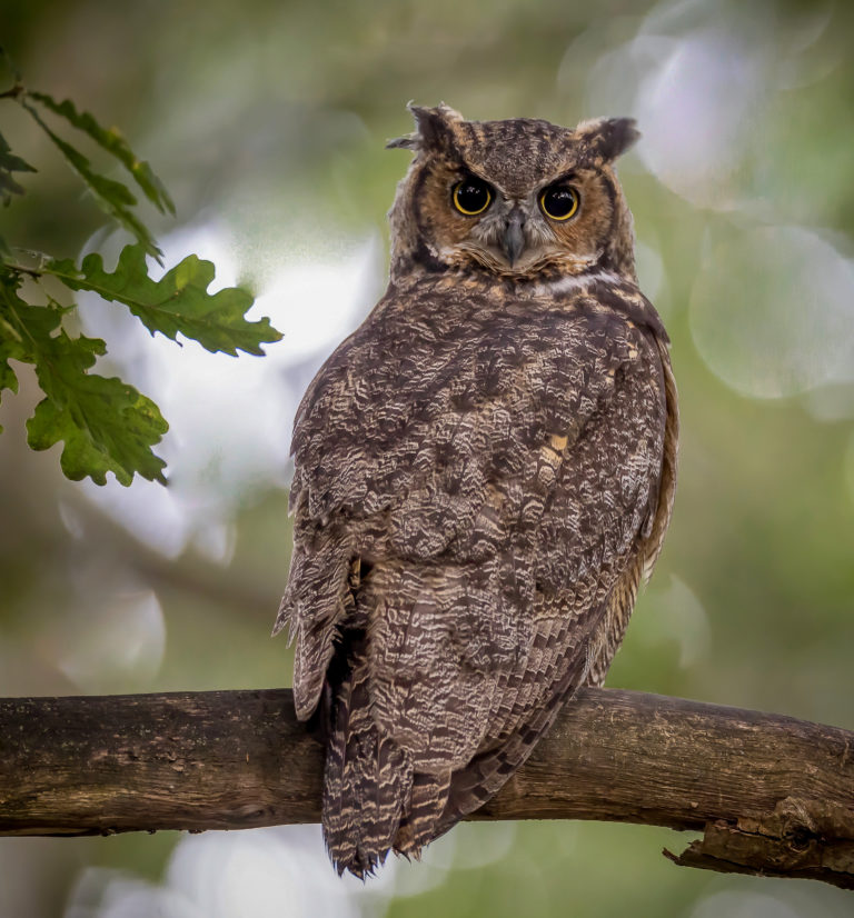 Owls in British Columbia, Canada – Paws Trails Magazine | Wildlife ...