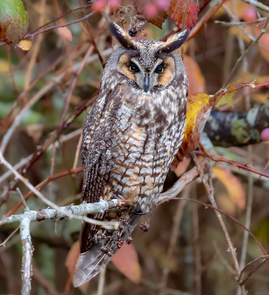 Owls in British Columbia, Canada – Paws Trails Magazine | Wildlife ...
