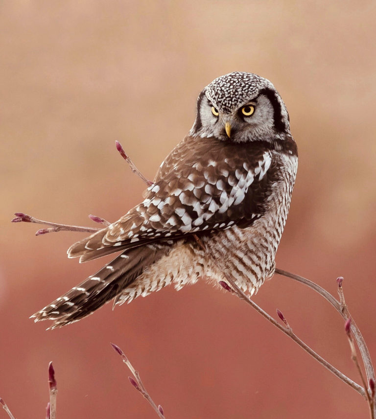 Owls in British Columbia, Canada – Paws Trails Magazine | Wildlife ...