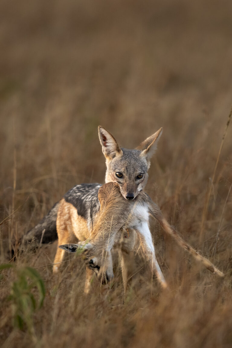 BLACK-BACKED JACKAL – Paws Trails Magazine | Wildlife | Nature ...