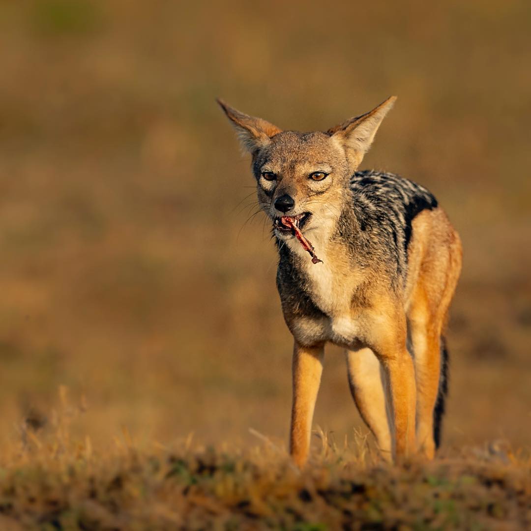 BLACK-BACKED JACKAL – Paws Trails Magazine | Wildlife | Nature ...