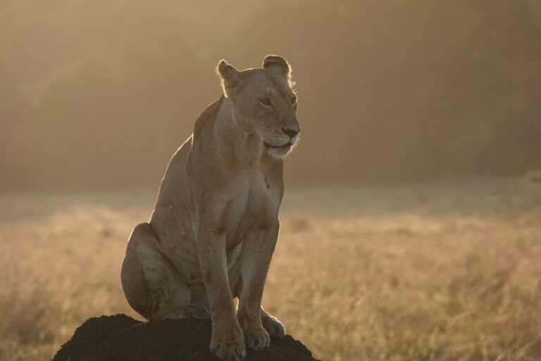 The Social Cat: Lion Social behavior in prides and coalitions – Paws ...