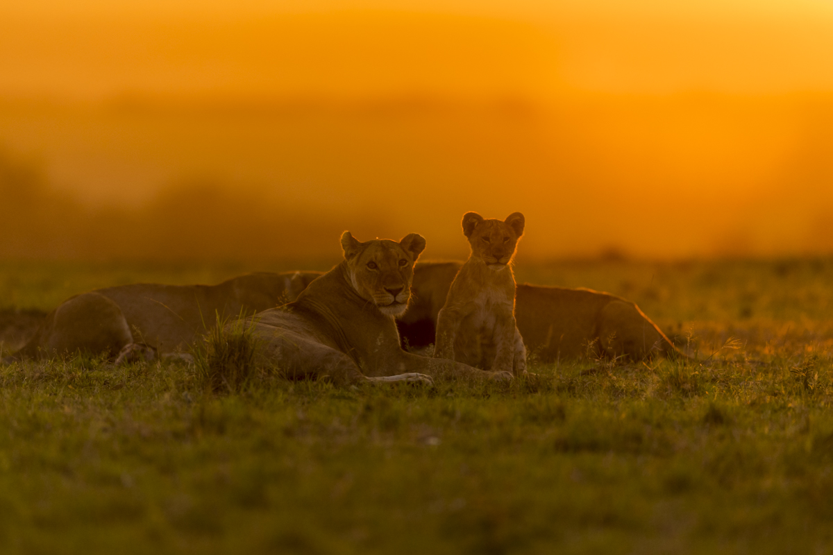 The Social Cat: Lion Social behavior in prides and coalitions – Paws ...