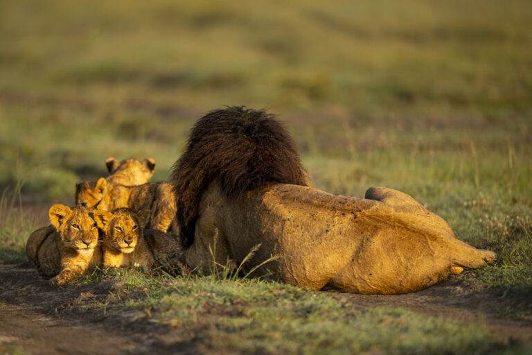 The Social Cat: Lion Social behavior in prides and coalitions – Paws ...