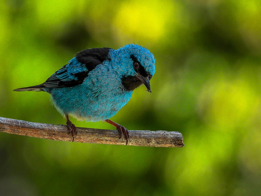 Birdwatching in Rio de Janeiro, Brazil – Paws Trails Magazine ...