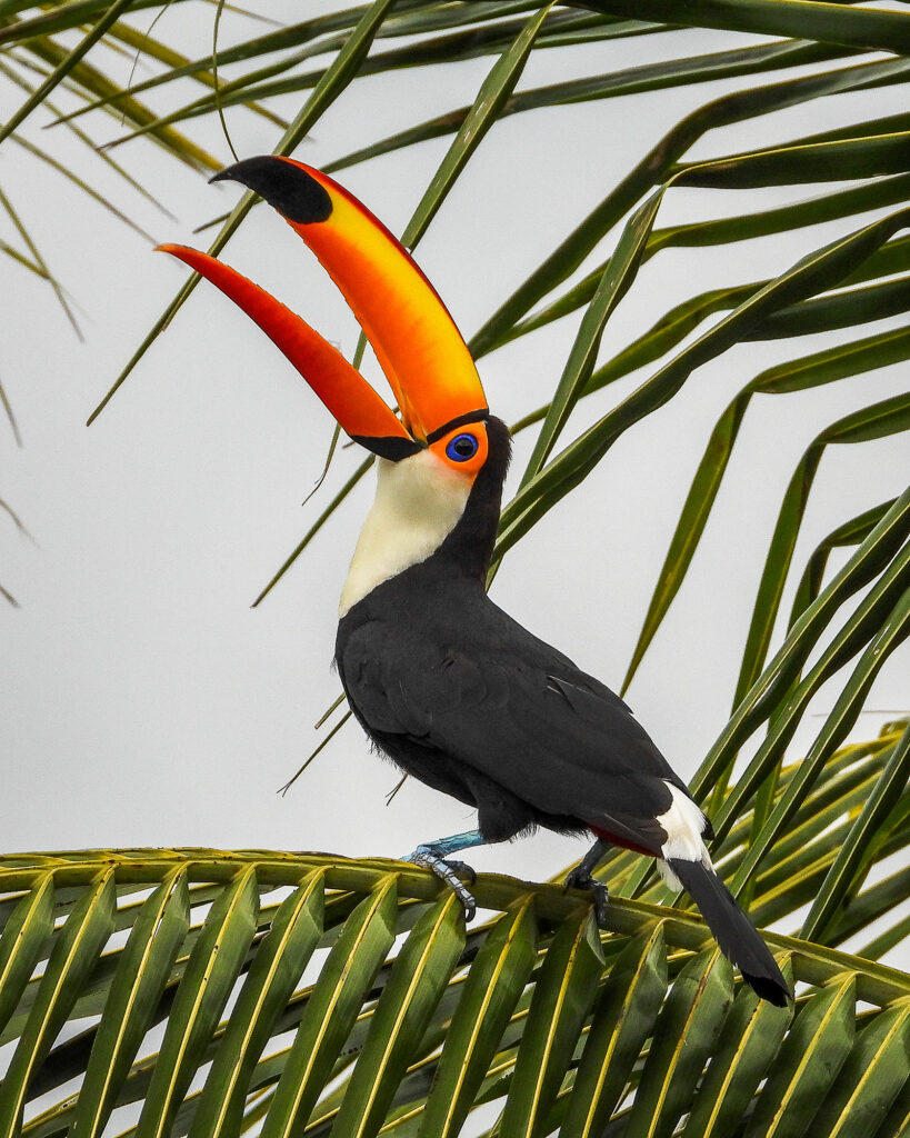 Birdwatching in Rio de Janeiro, Brazil – Paws Trails Magazine ...