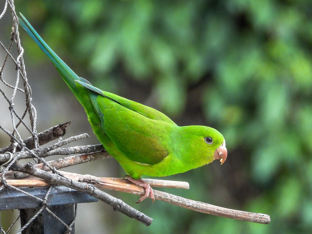 Birdwatching in Rio de Janeiro, Brazil – Paws Trails Magazine ...