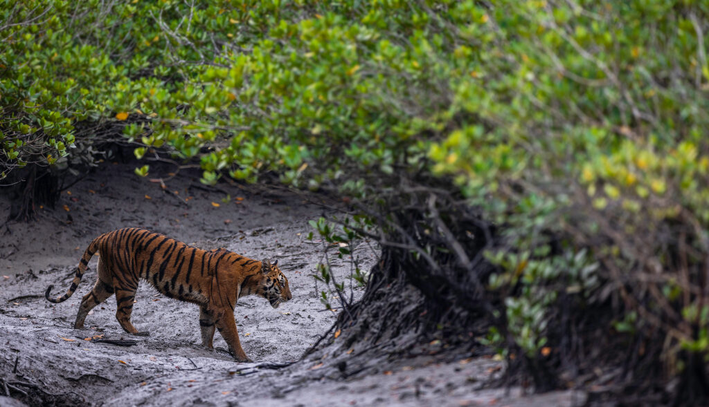 In Search of The Swamp Tiger – Paws Trails Magazine | Wildlife | Nature ...