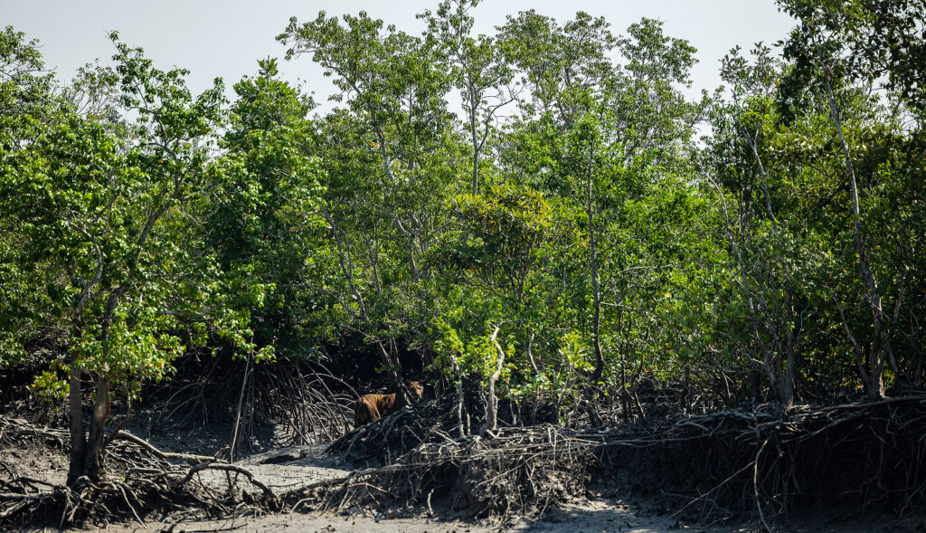 In Search of The Swamp Tiger – Paws Trails Magazine | Wildlife | Nature ...