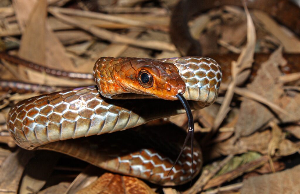 Sauvage Snail-eater Snake in Brazil – Paws Trails Magazine | Wildlife ...