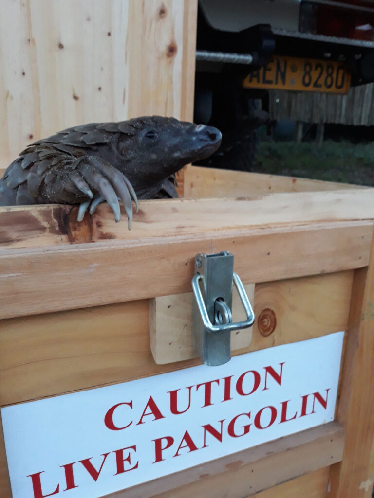 The pangolin, is officially the most trafficked mammal on earth ...