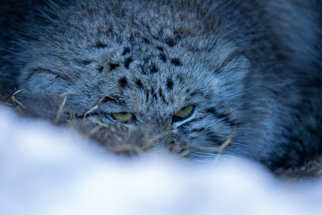 Capturing the Elusive Pallas’s Cat: A Photography Expedition in ...