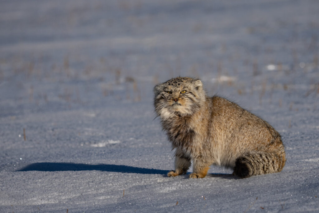 Capturing the Elusive Pallas’s Cat: A Photography Expedition in ...