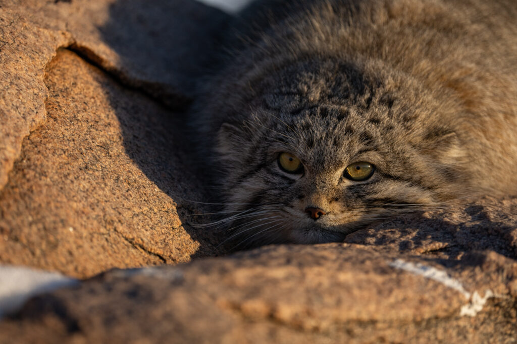 Capturing the Elusive Pallas’s Cat: A Photography Expedition in ...