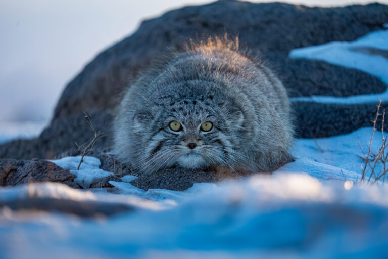 Capturing the Elusive Pallas’s Cat: A Photography Expedition in ...