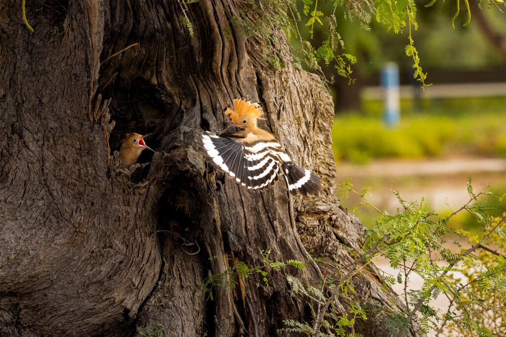 Hoopoe: The Crowned Beauty (Upupa epops) – Paws Trails Magazine ...