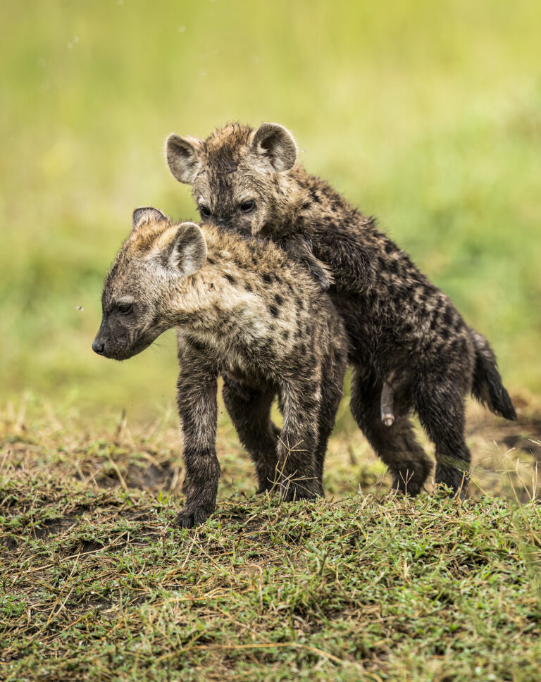 The strange sexual and fascinating biology of the Spotted Hyena – Paws ...
