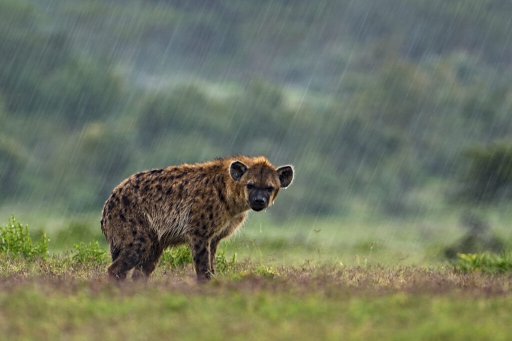 The strange sexual and fascinating biology of the Spotted Hyena – Paws ...