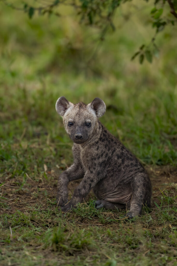 The strange sexual and fascinating biology of the Spotted Hyena – Paws ...