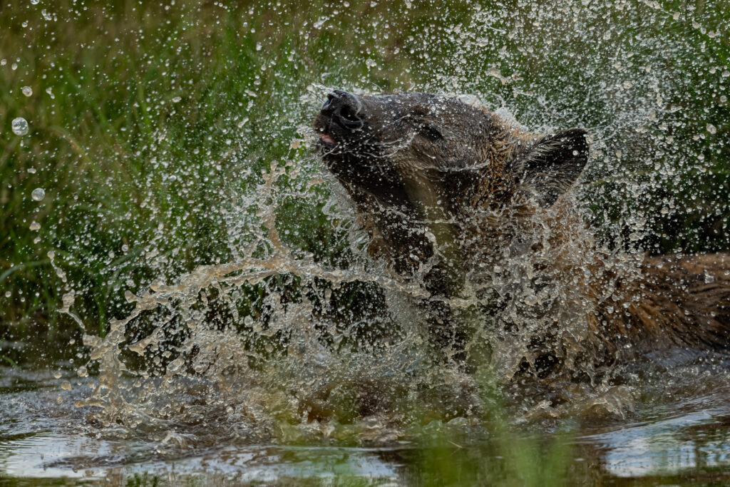 The strange sexual and fascinating biology of the Spotted Hyena – Paws ...