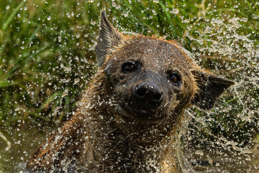 The strange sexual and fascinating biology of the Spotted Hyena – Paws ...