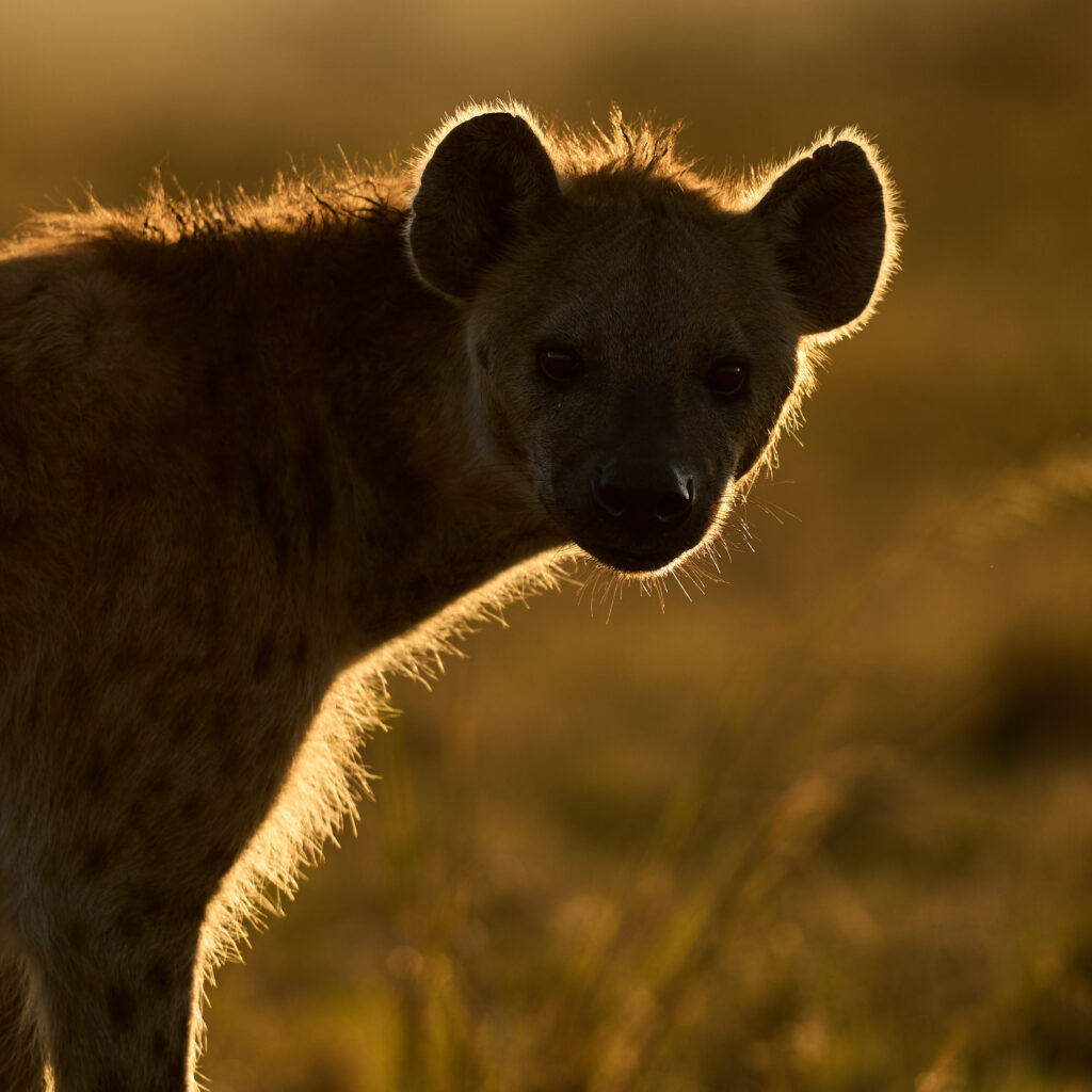 The strange sexual and fascinating biology of the Spotted Hyena – Paws ...