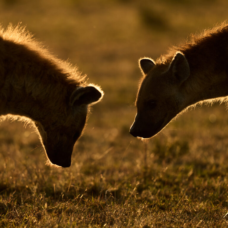 The strange sexual and fascinating biology of the Spotted Hyena – Paws ...