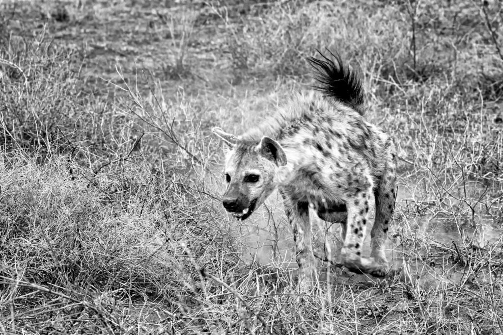 The strange sexual and fascinating biology of the Spotted Hyena – Paws ...