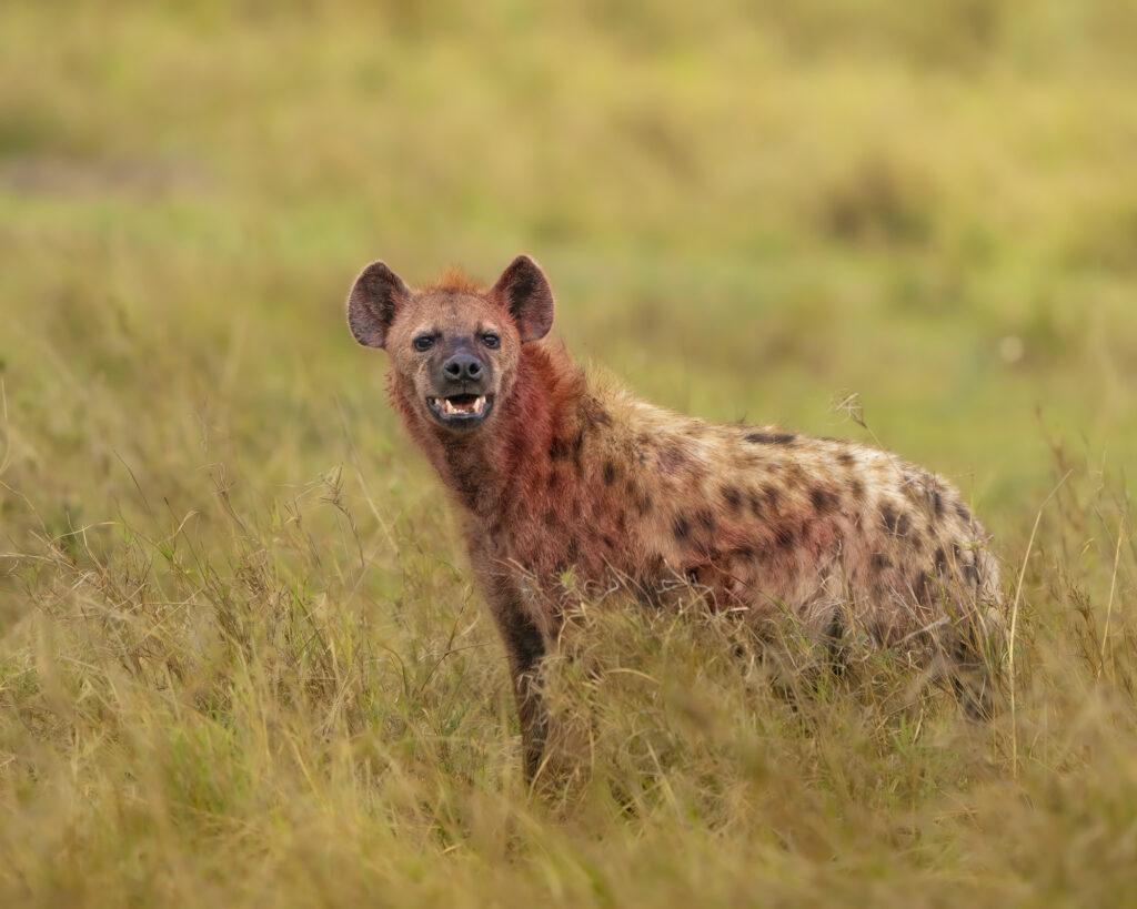 The strange sexual and fascinating biology of the Spotted Hyena – Paws ...