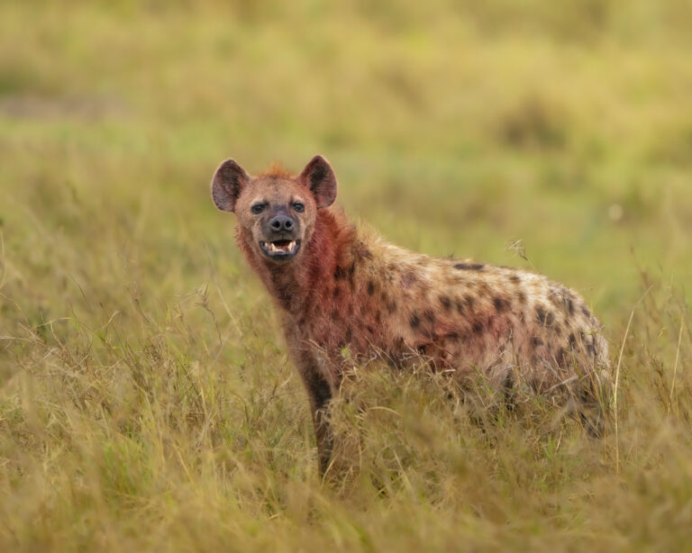 The strange sexual and fascinating biology of the Spotted Hyena – Paws ...