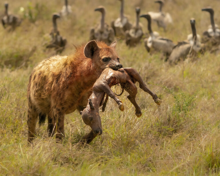 The strange sexual and fascinating biology of the Spotted Hyena – Paws ...