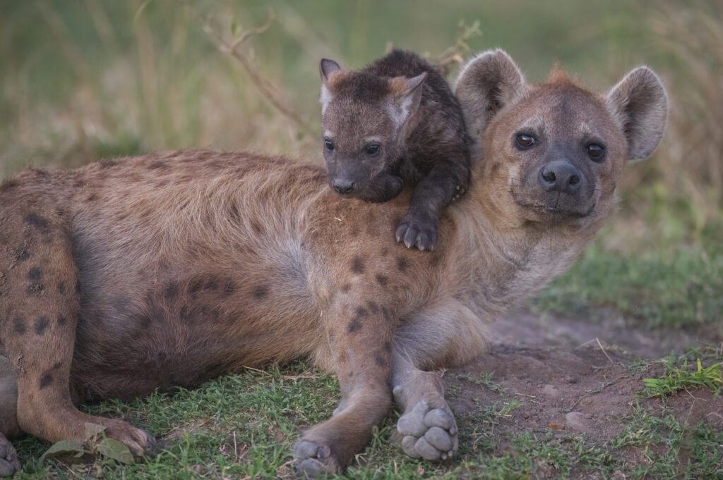 The strange sexual and fascinating biology of the Spotted Hyena – Paws ...