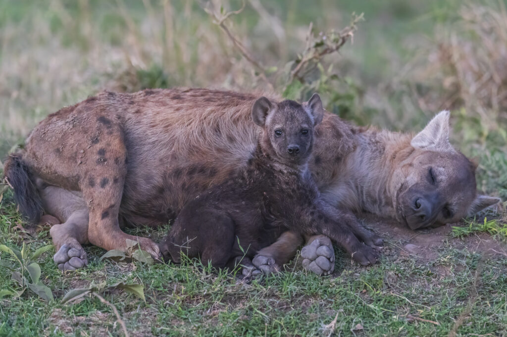 The strange sexual and fascinating biology of the Spotted Hyena – Paws ...