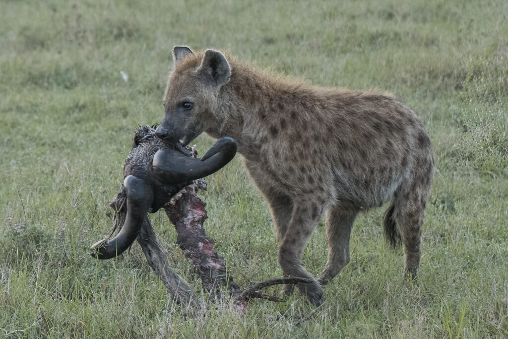 The strange sexual and fascinating biology of the Spotted Hyena – Paws ...
