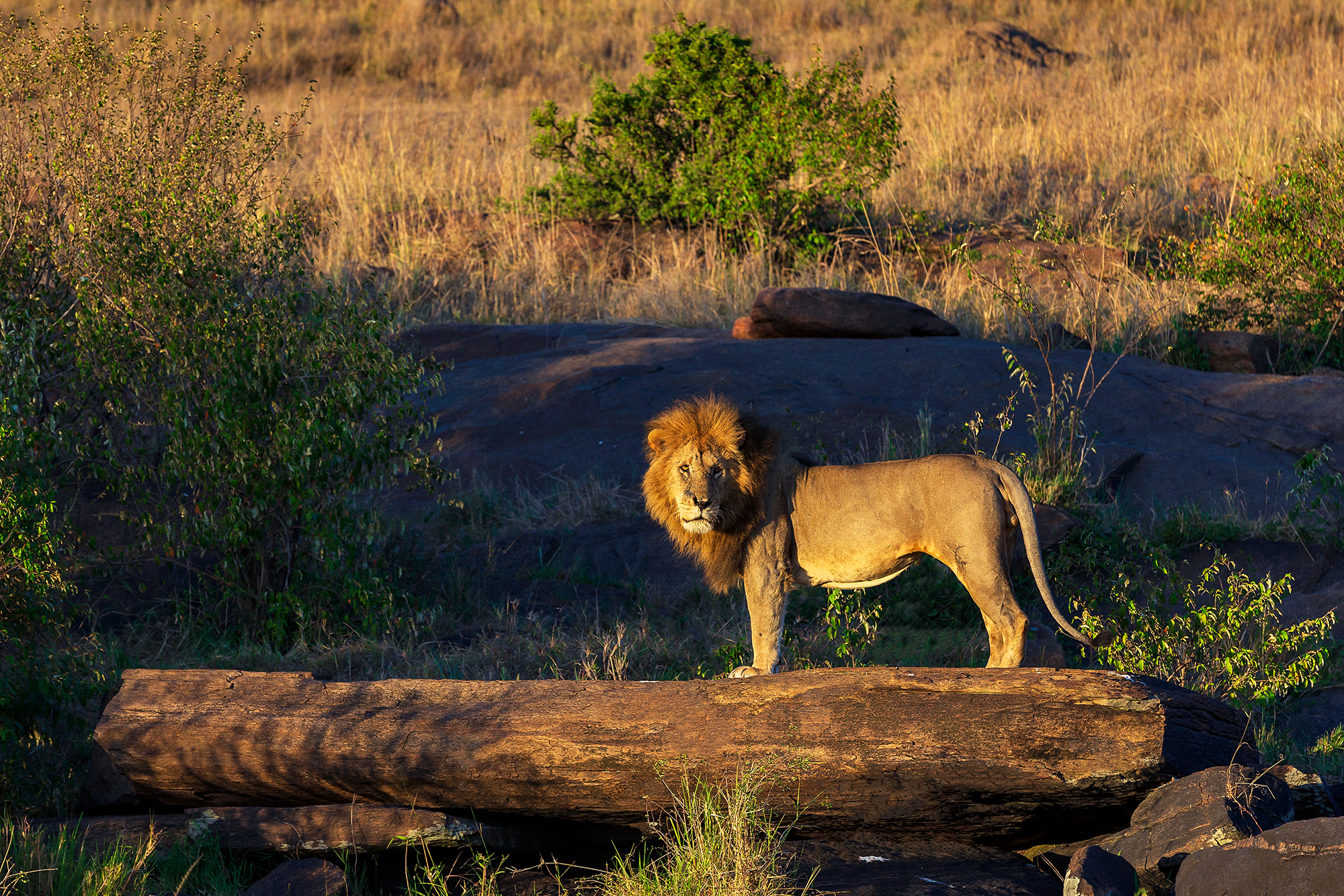 Declining Lion Population in West & Central Africa – Paws Trails ...