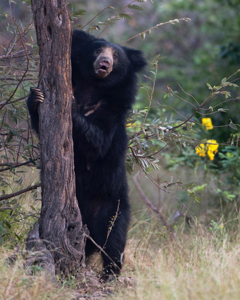 Sloth Bears: Ecology and Conservation – Paws Trails Magazine | Wildlife ...