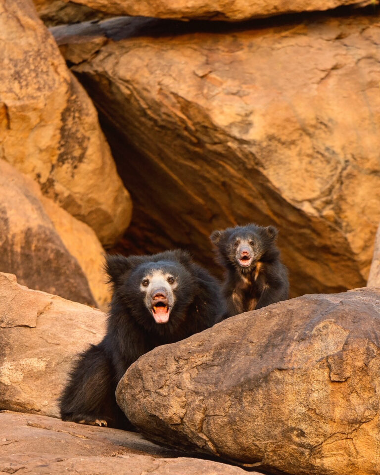 Sloth Bears: Ecology and Conservation – Paws Trails Magazine | Wildlife ...