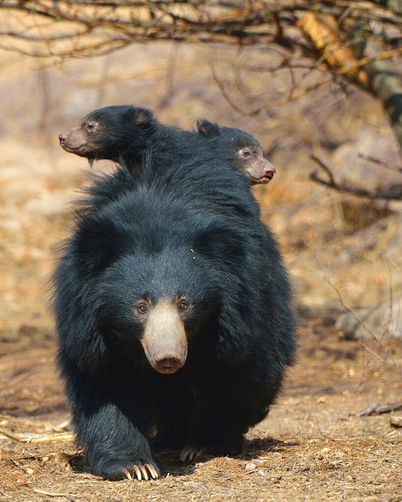 Sloth Bears: Ecology and Conservation – Paws Trails Magazine | Wildlife ...