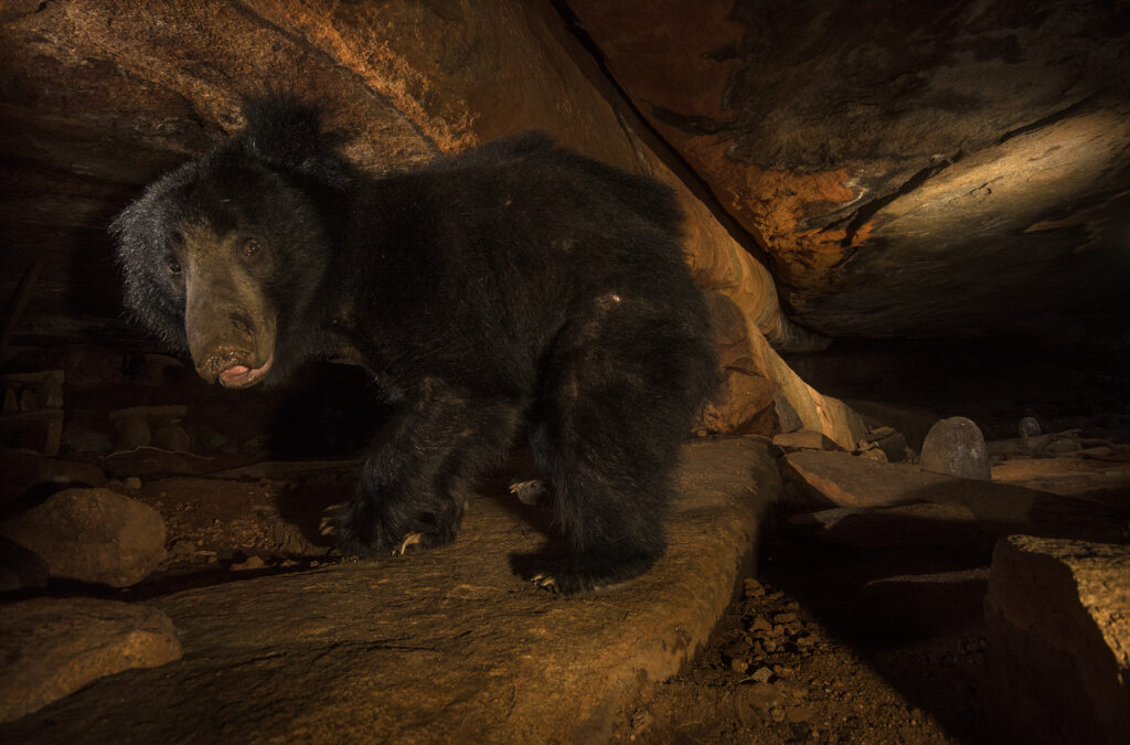 Sloth Bears: Ecology and Conservation – Paws Trails Magazine | Wildlife ...