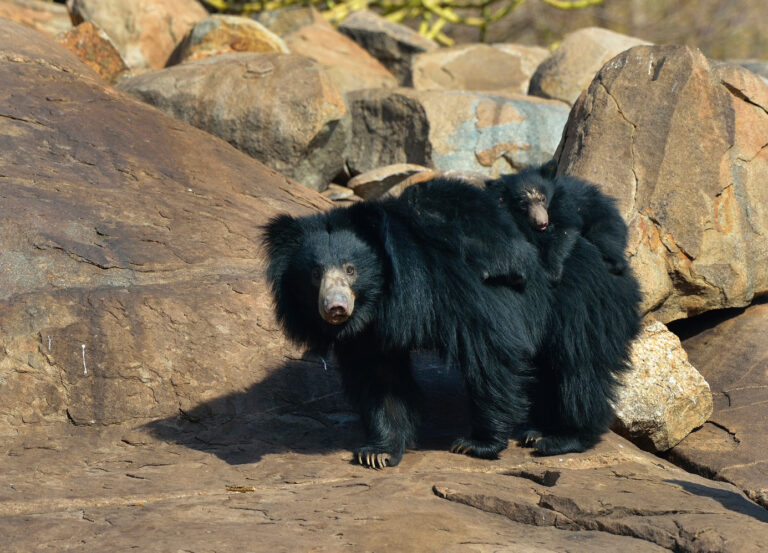 Sloth Bears: Ecology and Conservation – Paws Trails Magazine | Wildlife ...