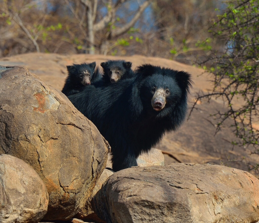 Sloth Bears: Ecology and Conservation – Paws Trails Magazine | Wildlife ...