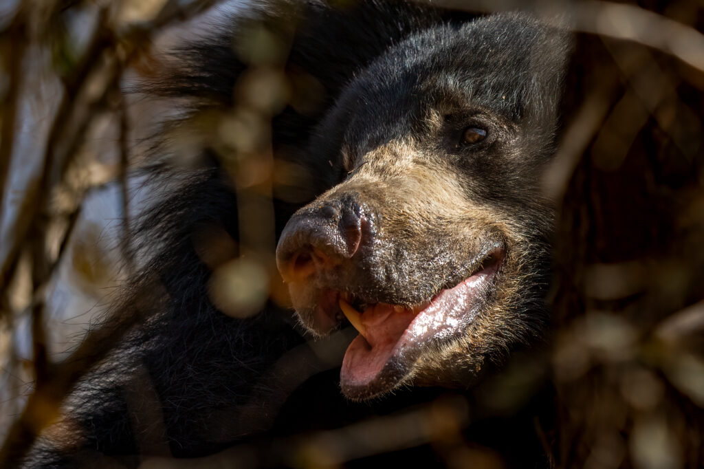 Sloth Bears: Ecology and Conservation – Paws Trails Magazine | Wildlife ...