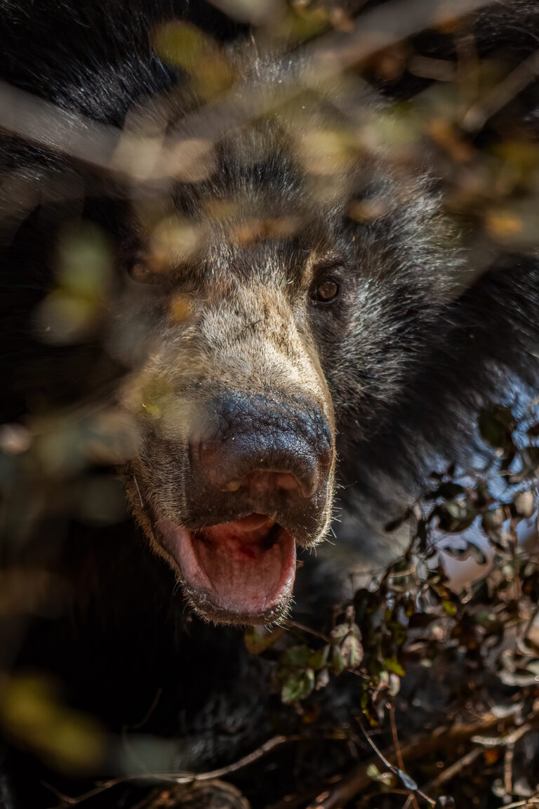 Sloth Bears: Ecology and Conservation – Paws Trails Magazine | Wildlife ...
