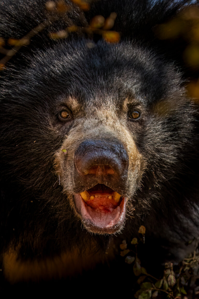 Sloth Bears: Ecology and Conservation – Paws Trails Magazine | Wildlife ...