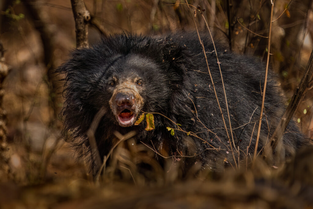 Sloth Bears: Ecology and Conservation – Paws Trails Magazine | Wildlife ...