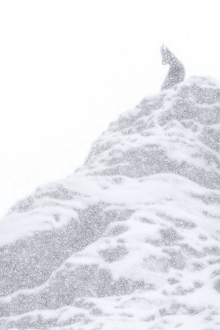 The King of the Italian mountains: The Alpine Ibex – Paws Trails ...