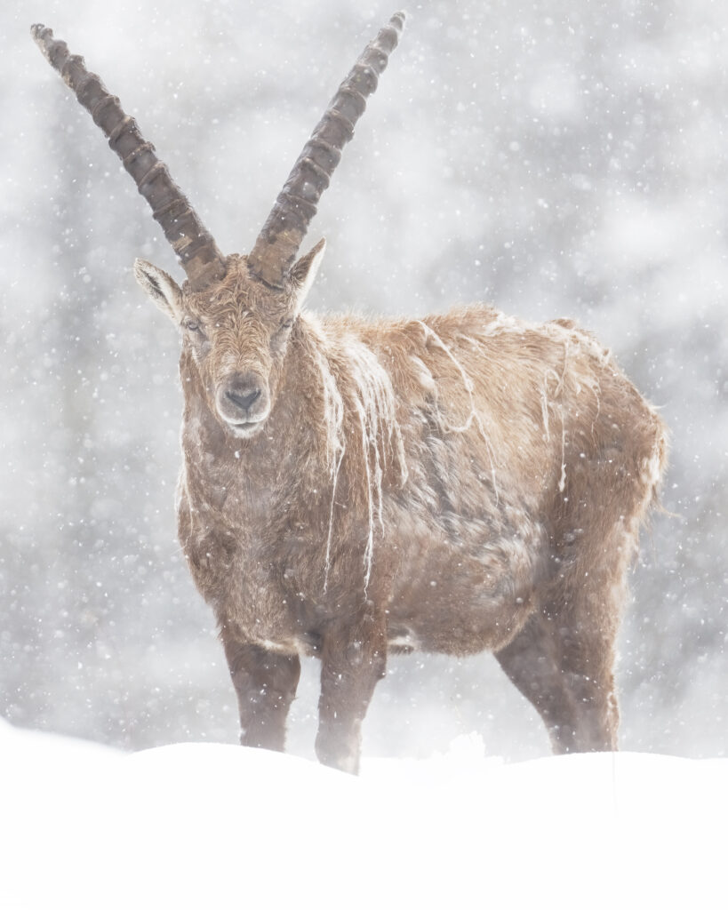 The King of the Italian mountains: The Alpine Ibex – Paws Trails ...
