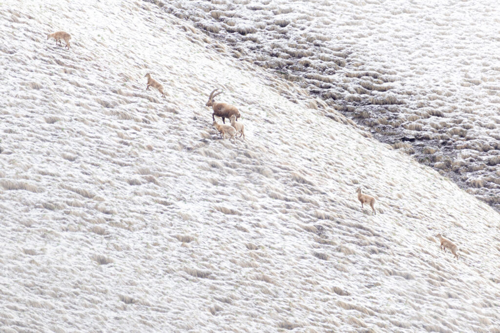 The King of the Italian mountains: The Alpine Ibex – Paws Trails ...