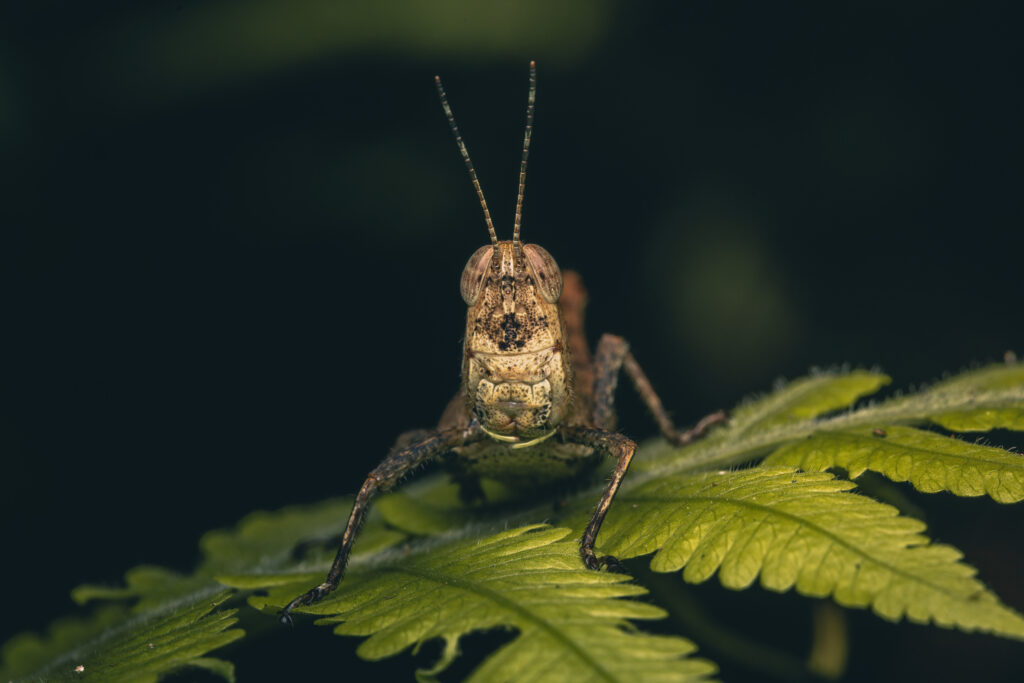 Capturing the Small World: Tips and Tricks for Macro Photography – Paws ...